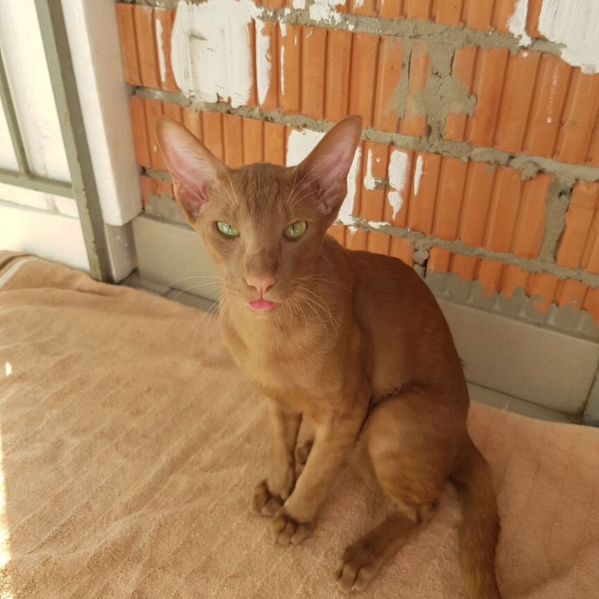 Ориентальный кот вязка