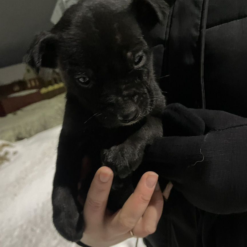 Отдадим в хорошие руки