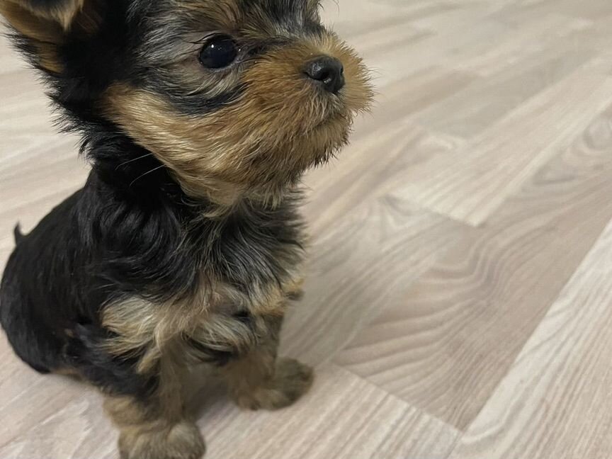 Йоркширский терьер щенки