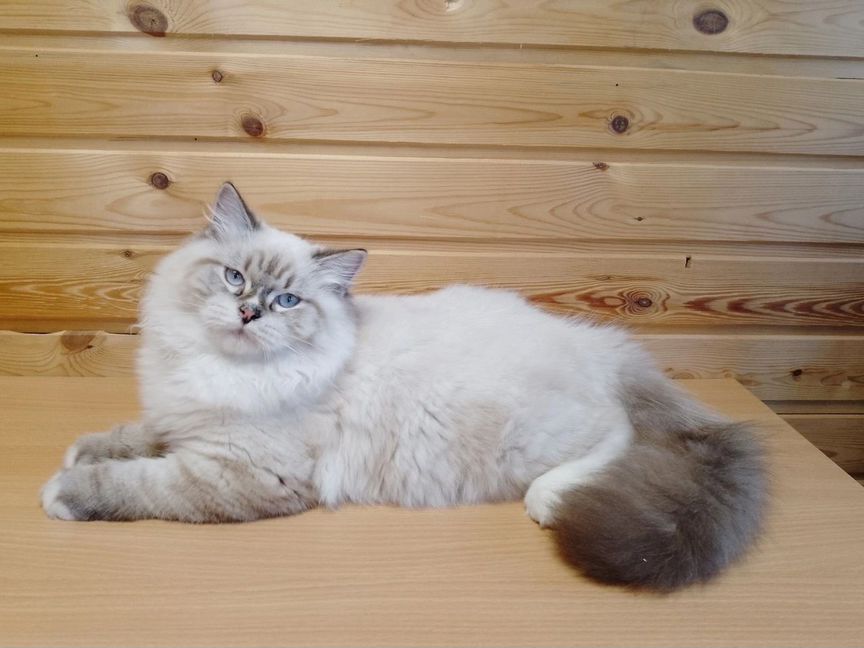 Невский маскарадный котенок