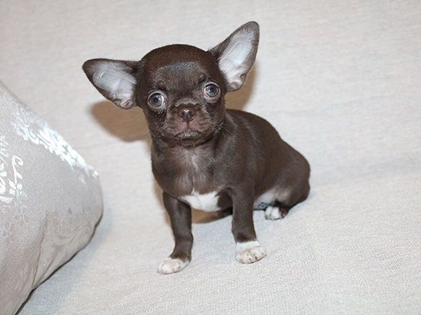 Красавица в шоколаде