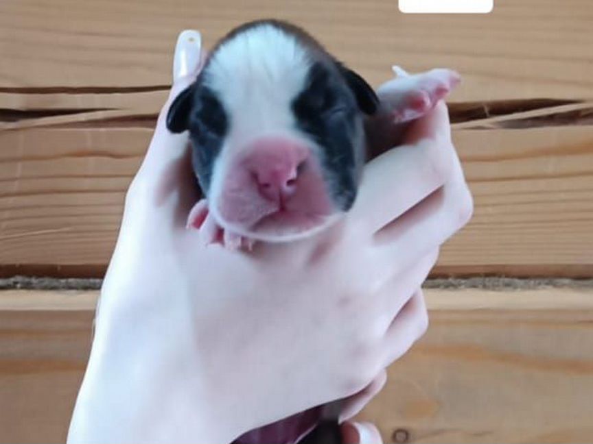 Боксер-это навсегда