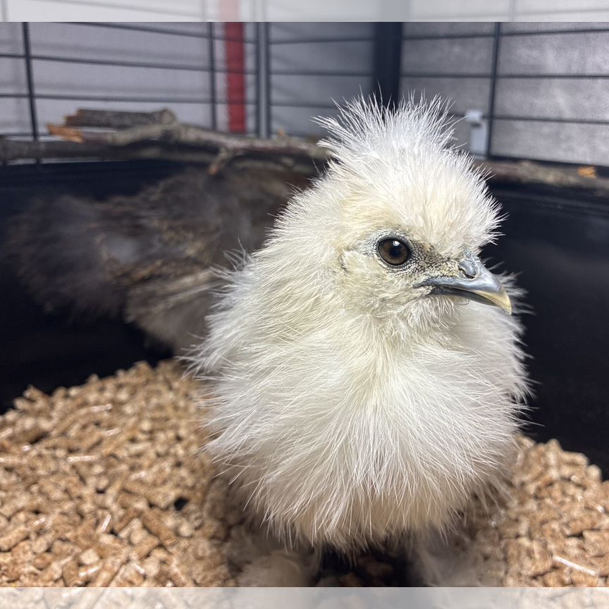 Курочки китайские шелковые