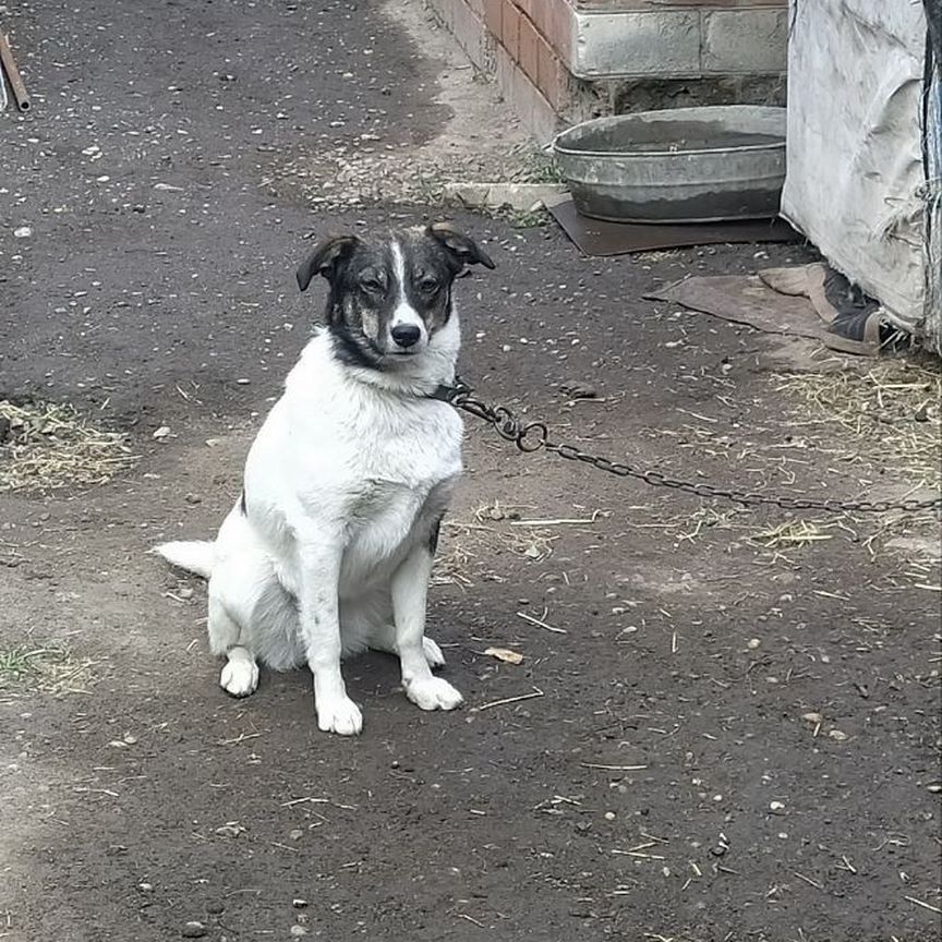 Отдам собаку в добрые руки