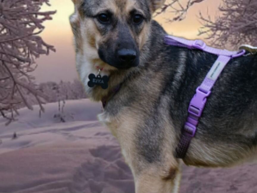 Щенок очень ищет дом / в добрые руки /даром