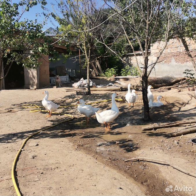 Линдовские гуси