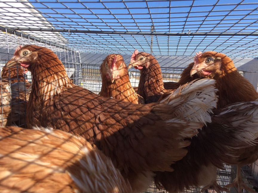 Куры молодки несушки