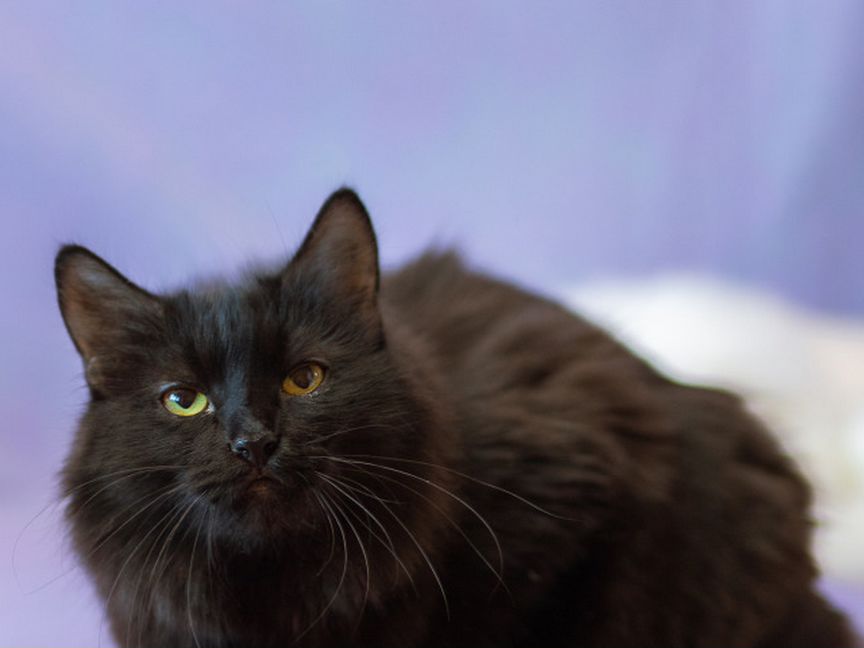 Черри кошка в добрые руки