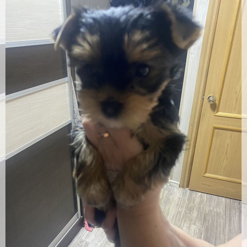 Йоркширский терьер, щенок