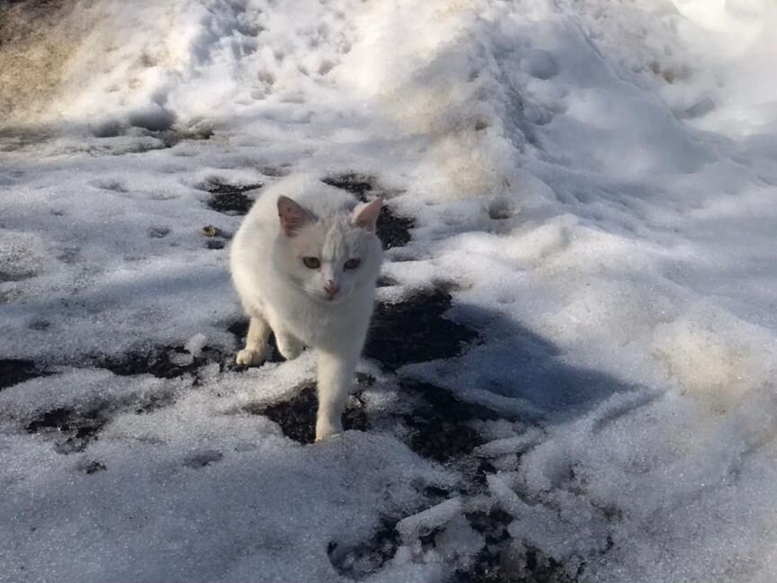 Кошечки