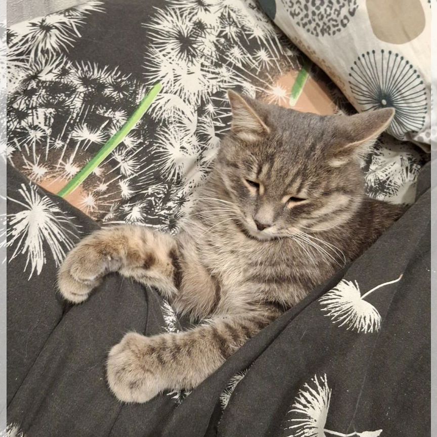 Взрослый кот в добрые руки