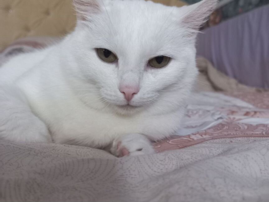 Белая кошка