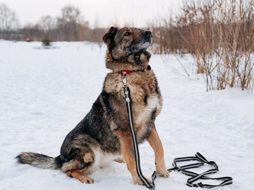 Ласковая собака в добрые руки