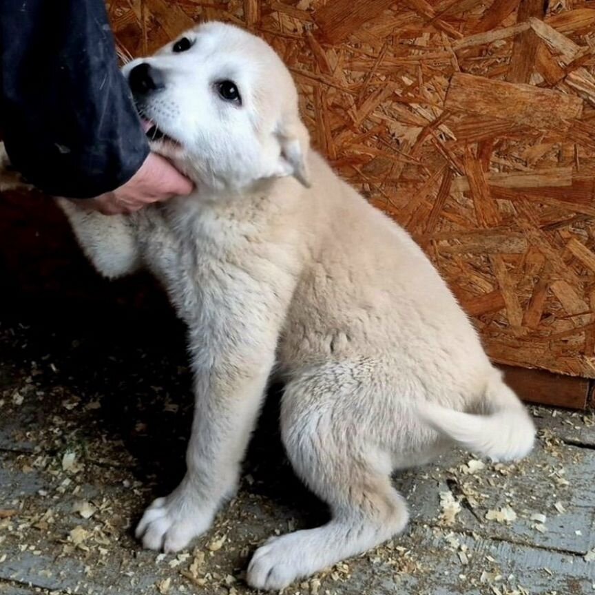 Среднеазиатская овчарка, щенок