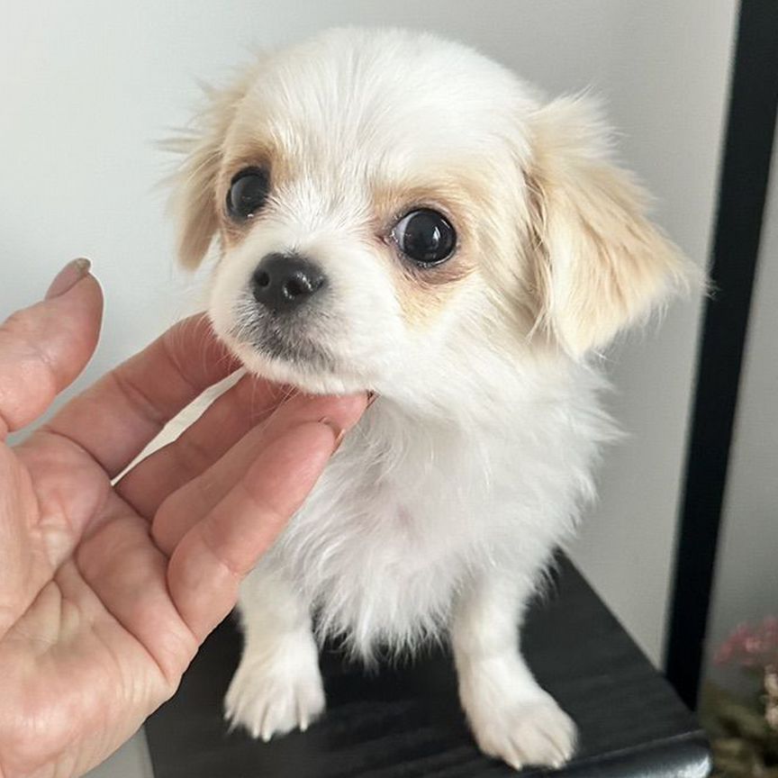 Maltipom mimi boy