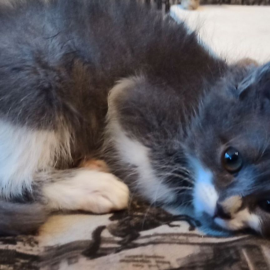 Рафаэлка, маленькая принцесса