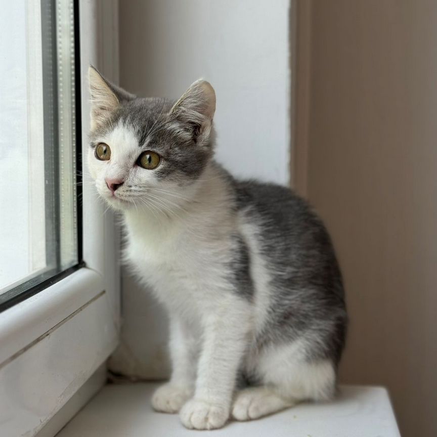 Котенок мальчик Морс