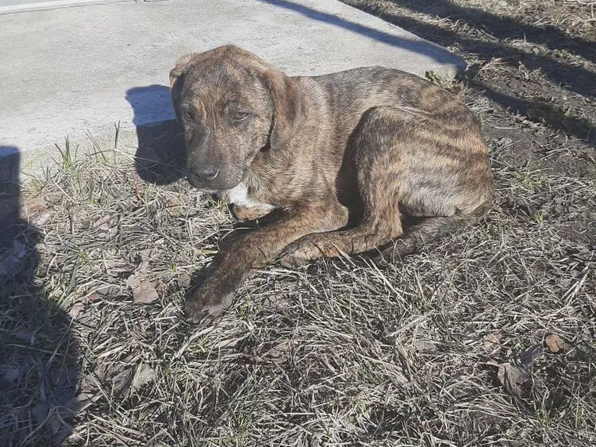 Отдам в добрые руки