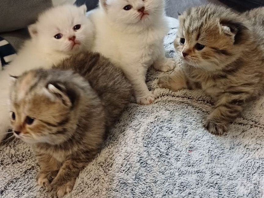 Шотландские вислоухие котята