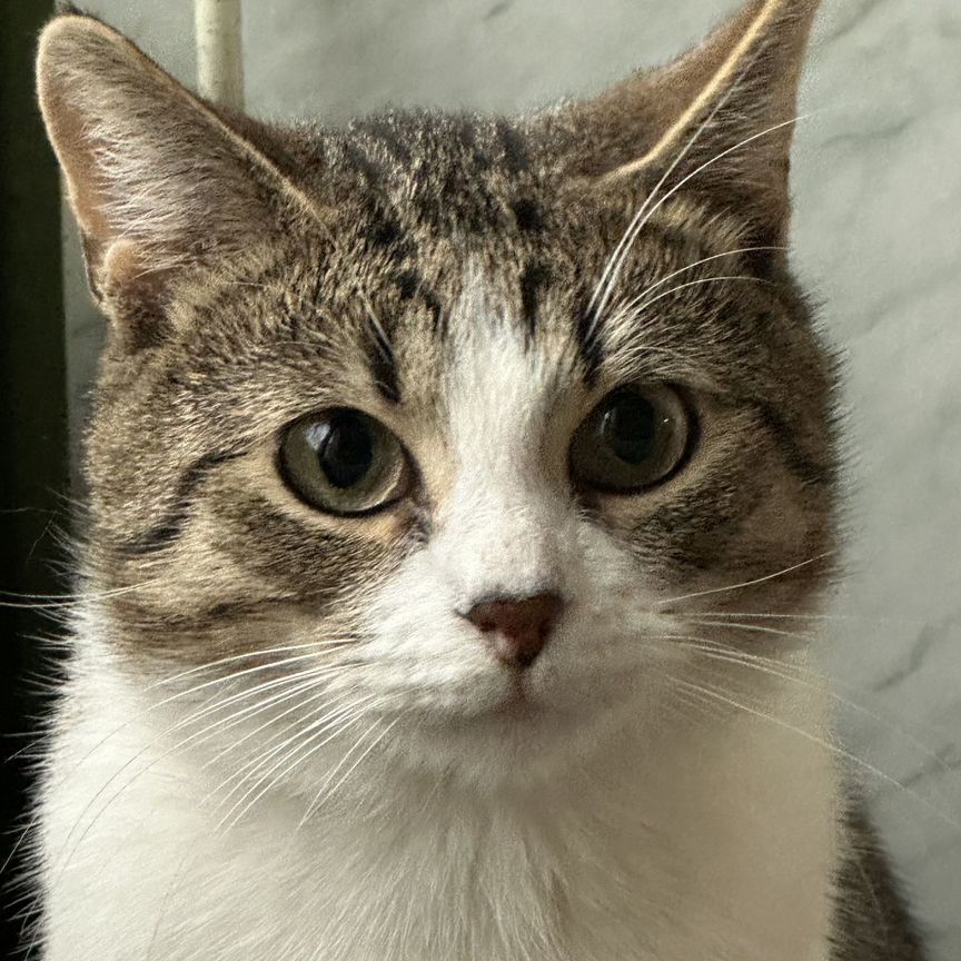 Маленький ручной котик Мейсон