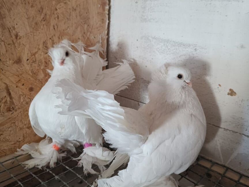 Статные голуби