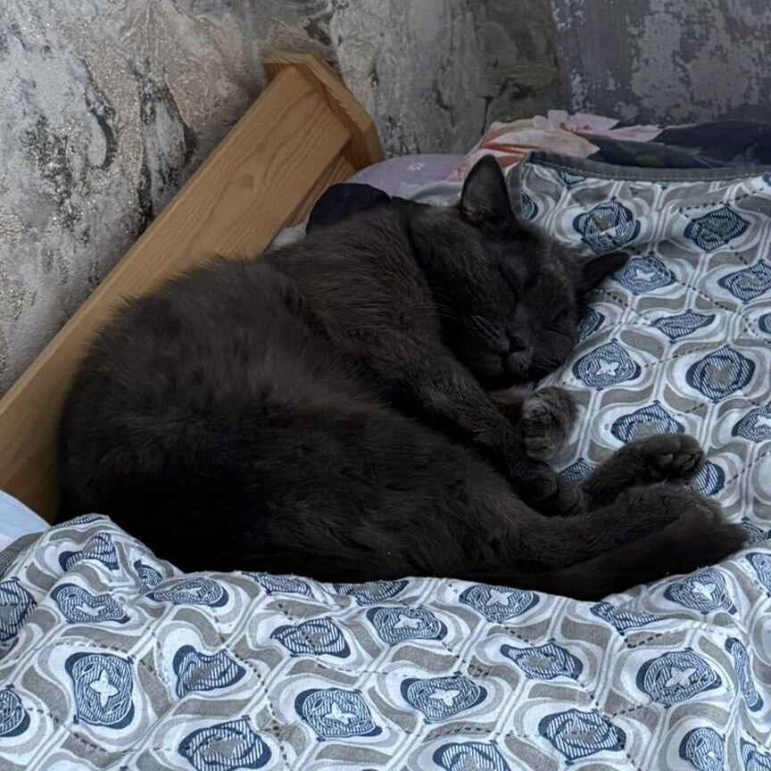 Британский короткошёрстный, взрослый кот