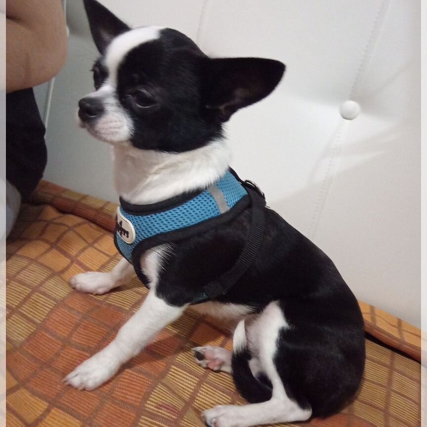 Чихуахуа, щенок