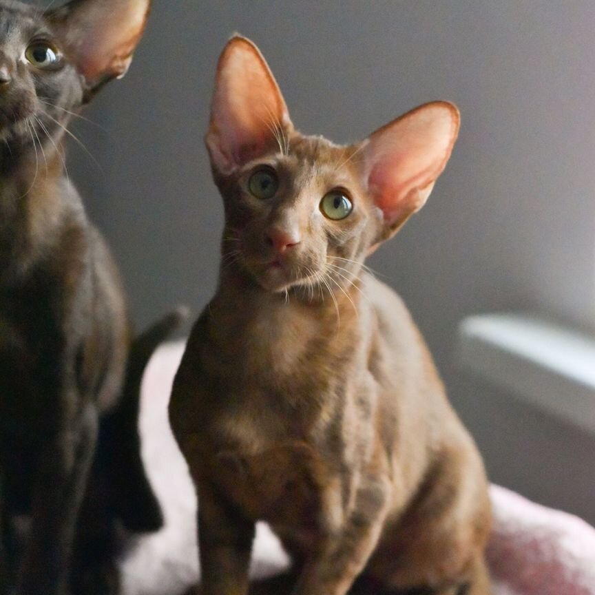Ориентальный котенок цин девочка