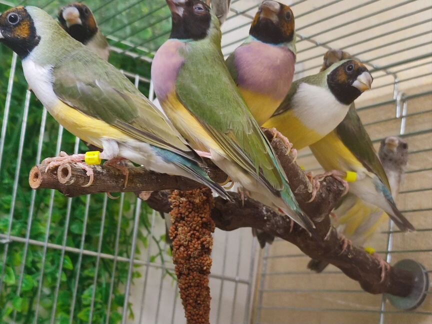 Амадины Гульда самки