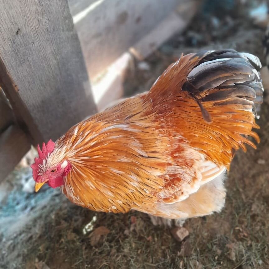 Куры петухи