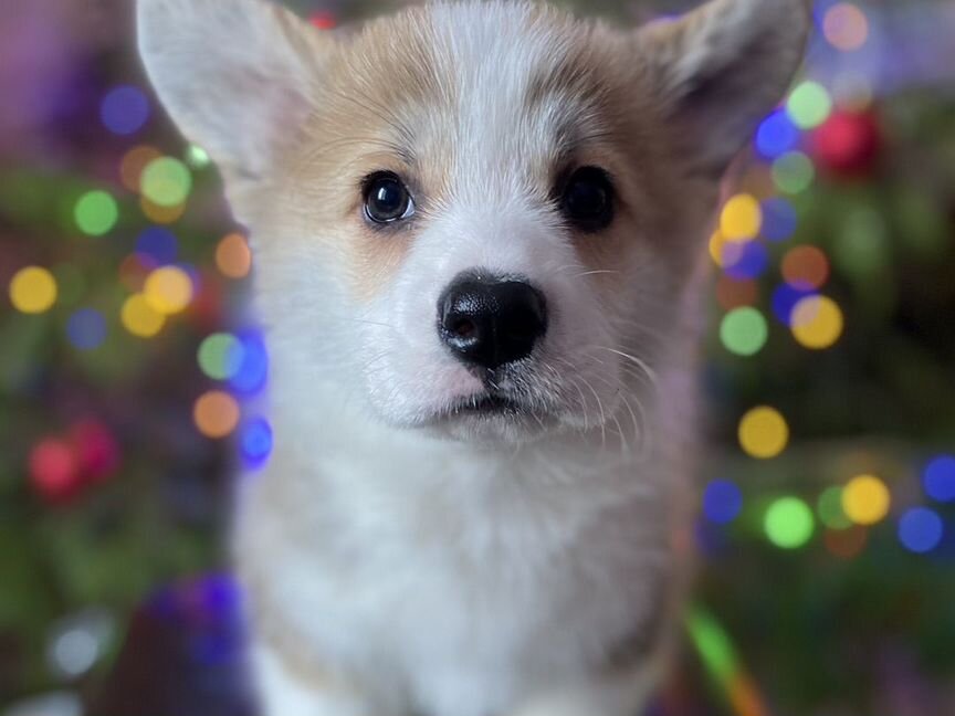 Вельш-корги пемброк