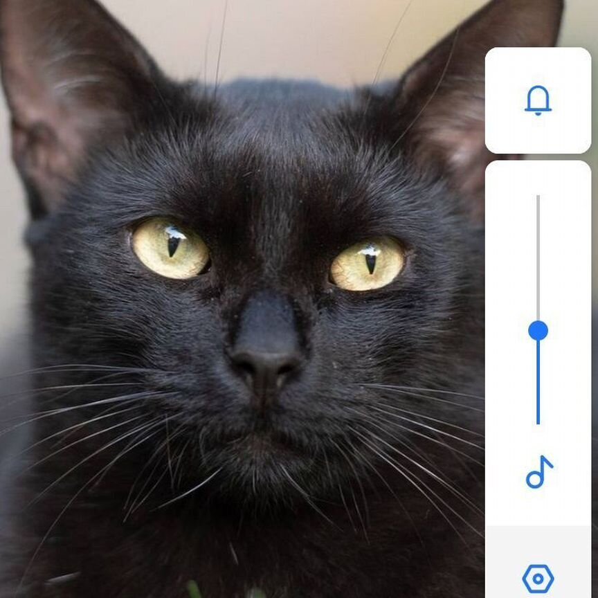 Чёрная кошка, мышей ловит