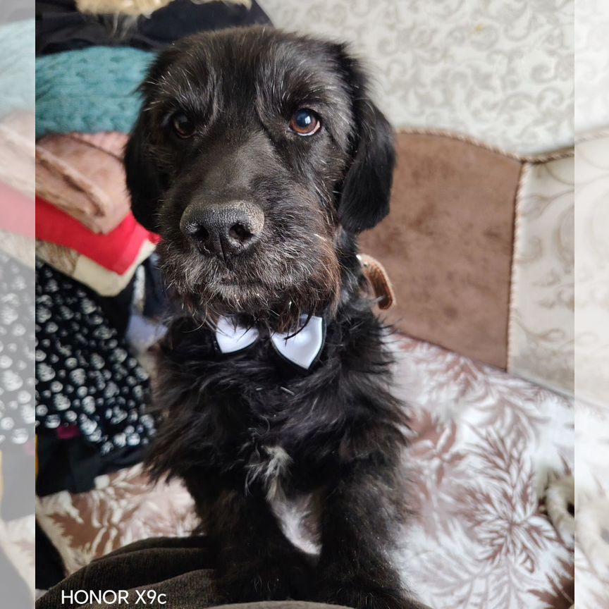 Взрослый пёс в добрые руки