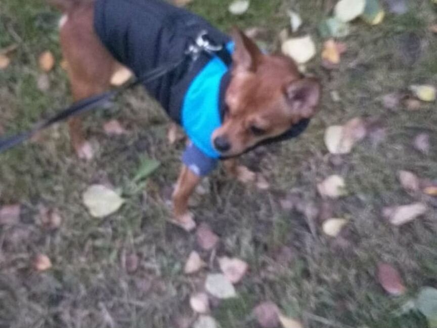 Отдается в добрые руки той-терьер