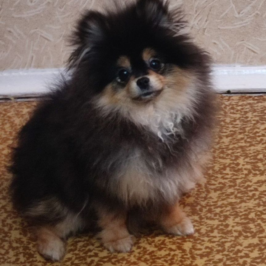 Померанский шпиц, щенок