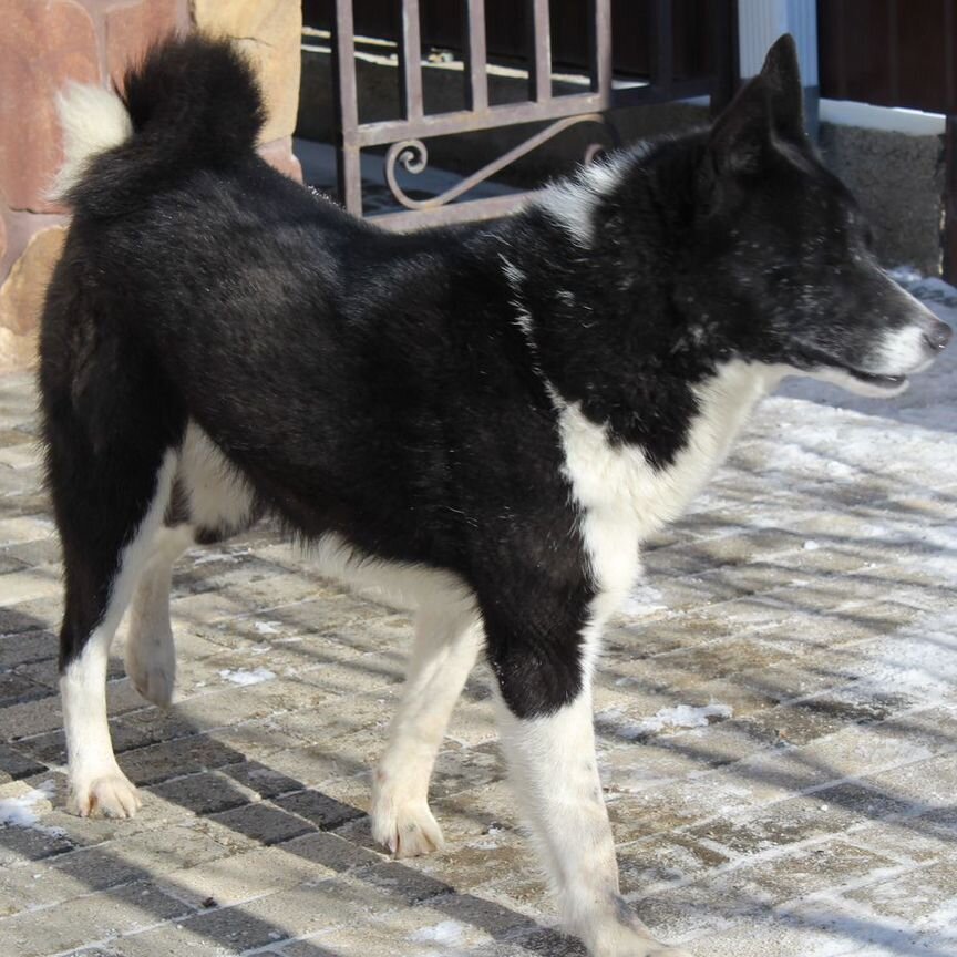 Кобель рел лайка