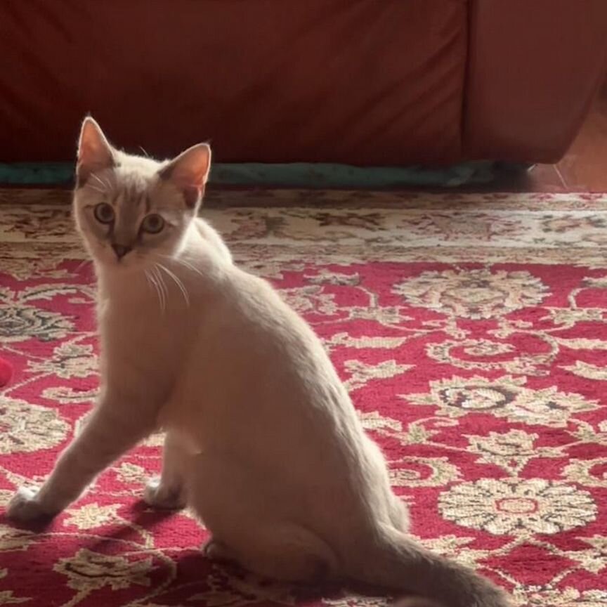 Кошечка Невская маскарадная