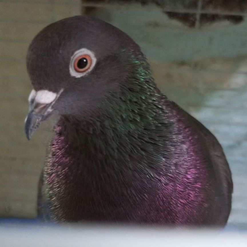 Домашние животные. Голуби