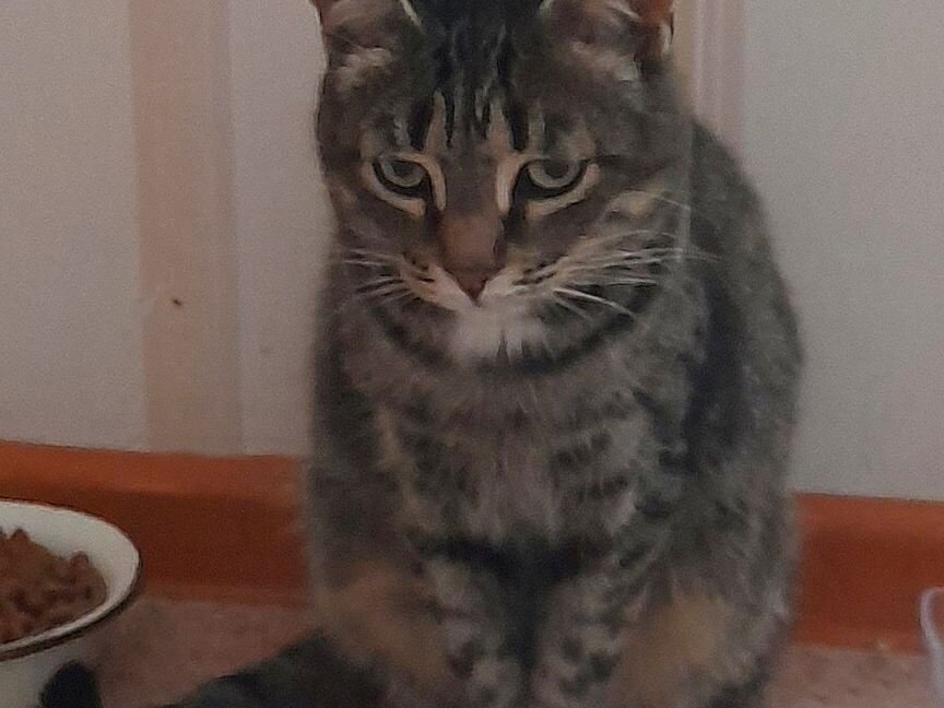 Соню бросила хозяйка