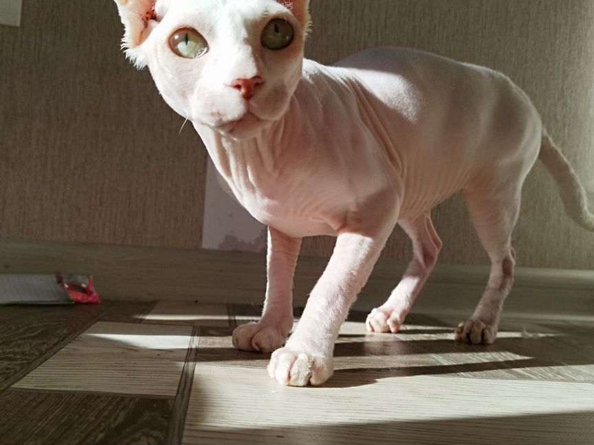 Кошка сфинкс эльф