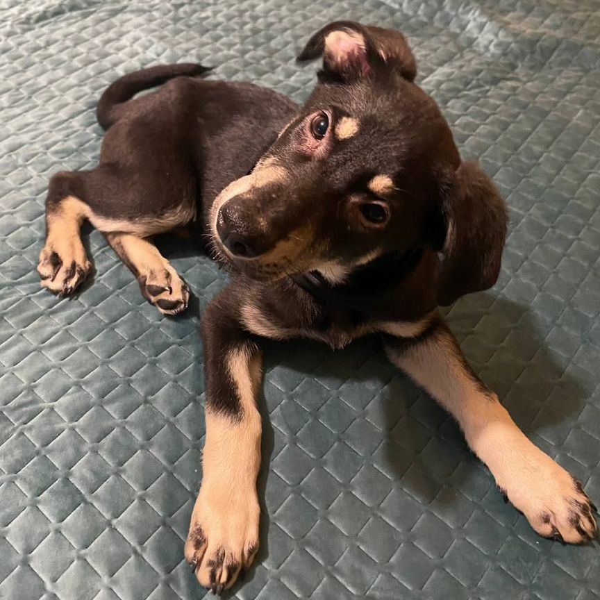 Щенок в добрые руки