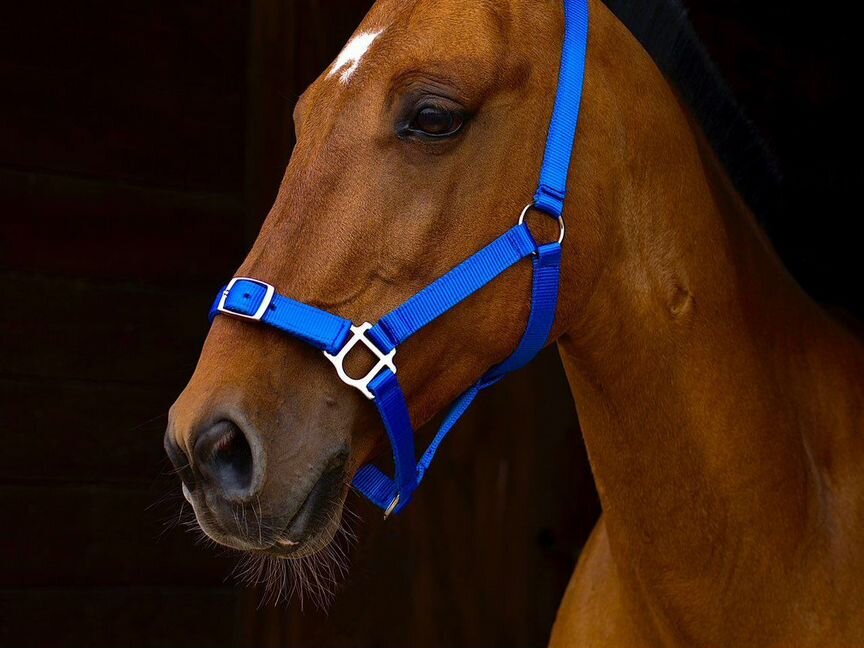 Недоуздок для лошади