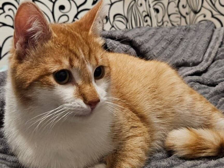 Рыжий кот