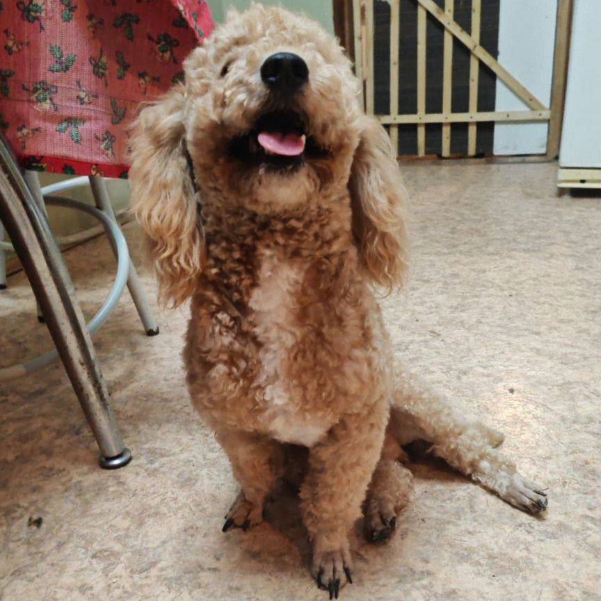 Мальтипу, щенок