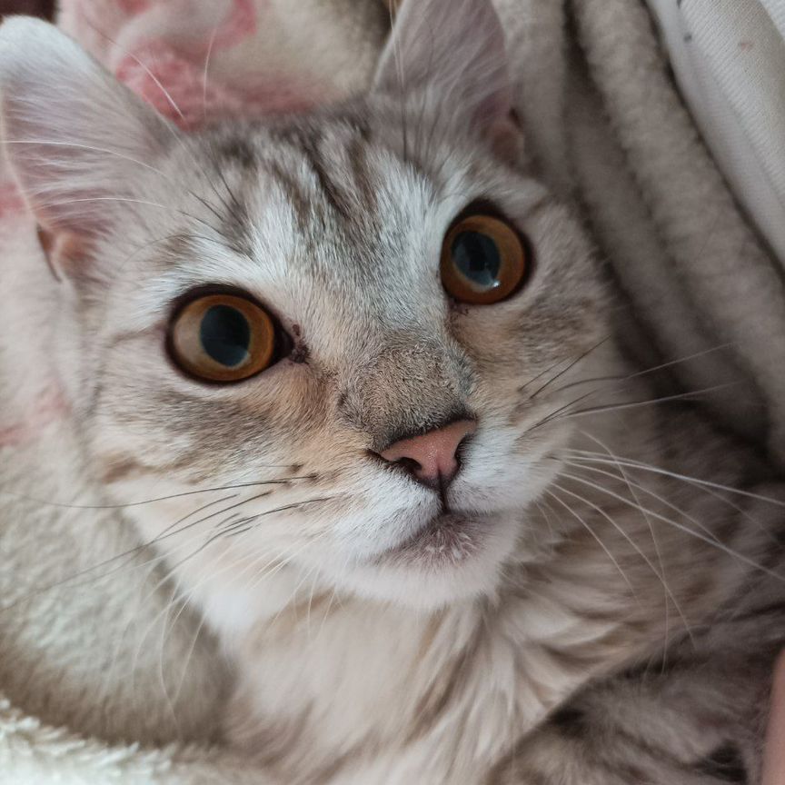 Кот в добрые руки