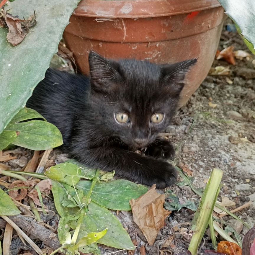 Котенок от крысоловки