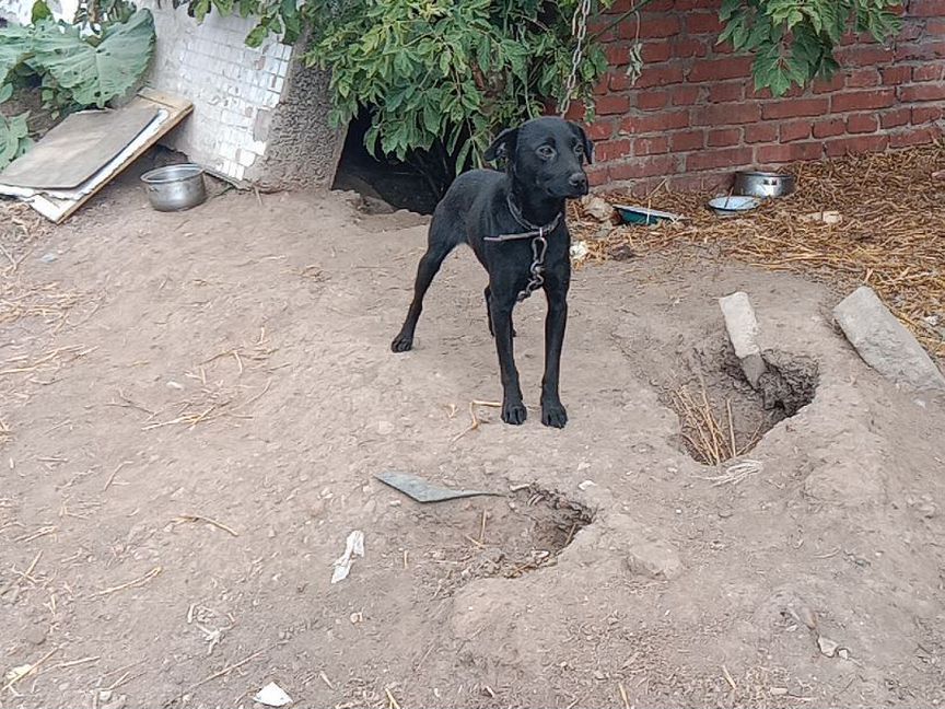 Собака Кира не крупная в хорошие руки бесплатно