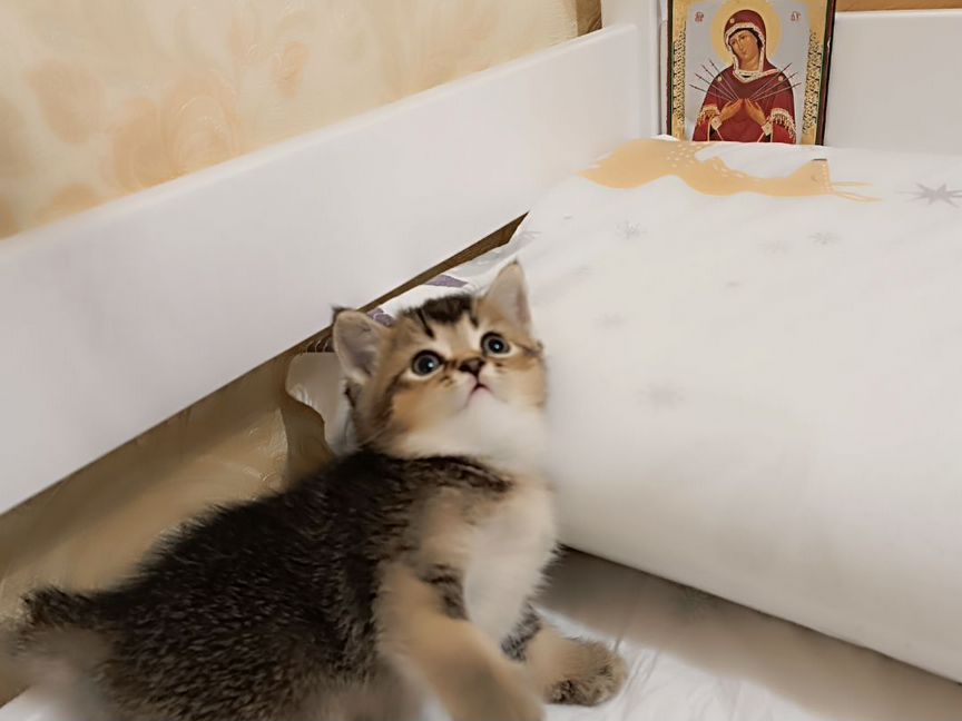 Котята золотая шиншилла