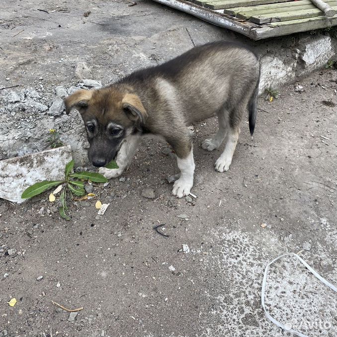 Хаски полукровка