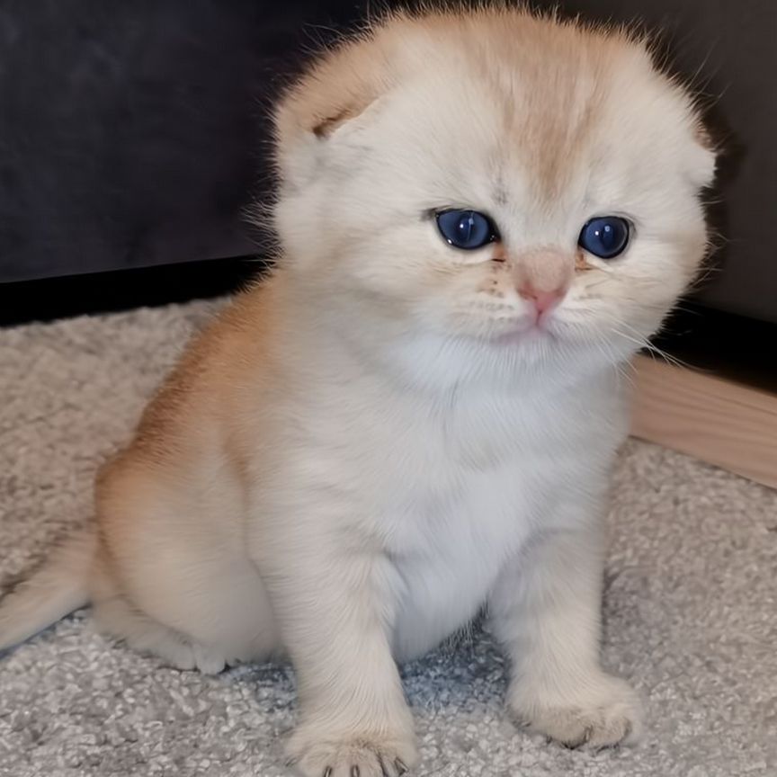 Шотландский вислоухий короткошёрстный котёнок
